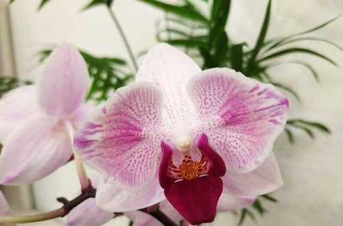 Орхидея фаленопсис бабочка-пелор