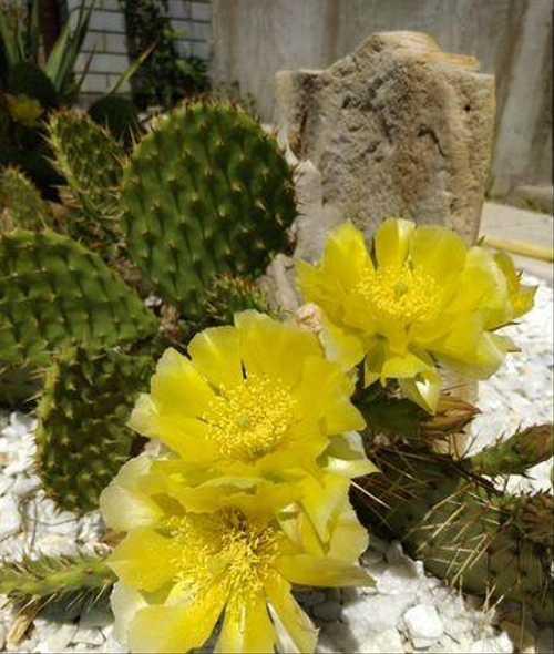 Кактус уличный, морозостойкий Opuntia humifusa