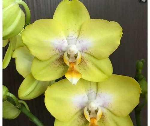 Орхидея фаленопсис баттеркап