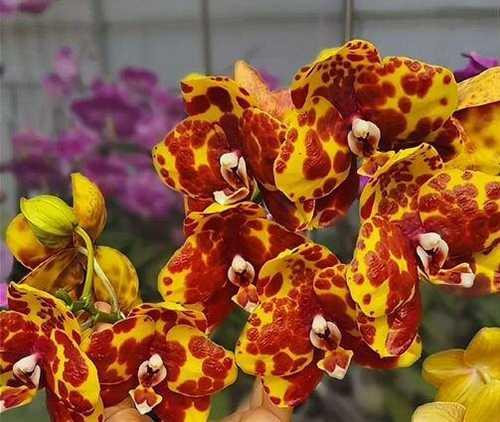 Орхидея фаленопсис sogo idol