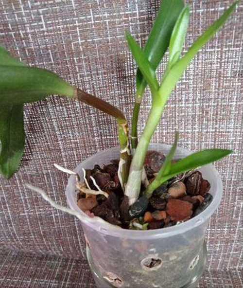 Орхидея дендробиум Кинга