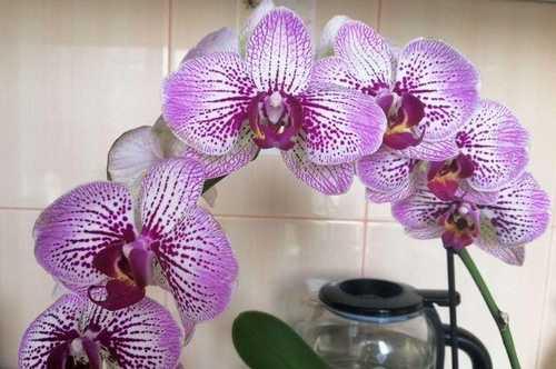 Орхидея Mansion
