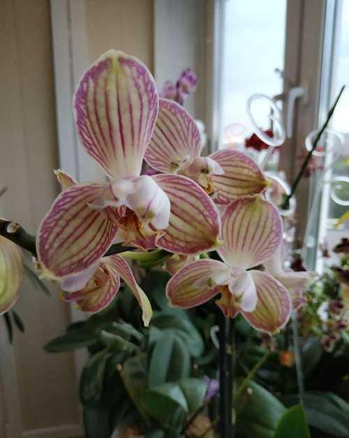Орхидея фаленопсис Torino бабулетка