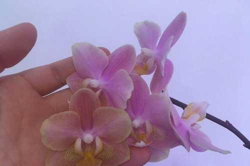 Орхидея фаленопсис «парфюмерная фабрика» оранж