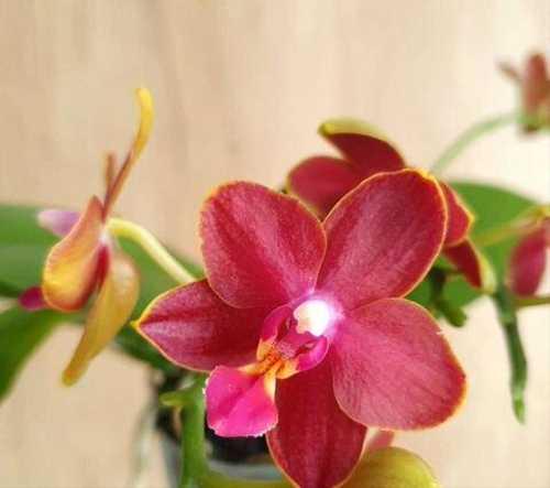 Ампельная красная орхидея сортовая Феникс арома