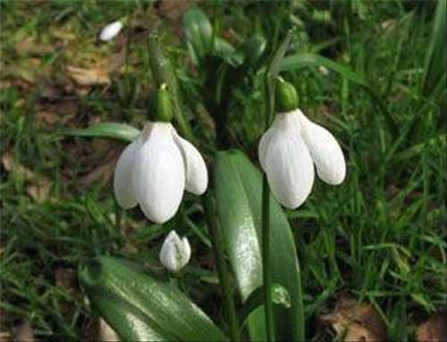 Подснежник Воронова, Эльвиса, махровый