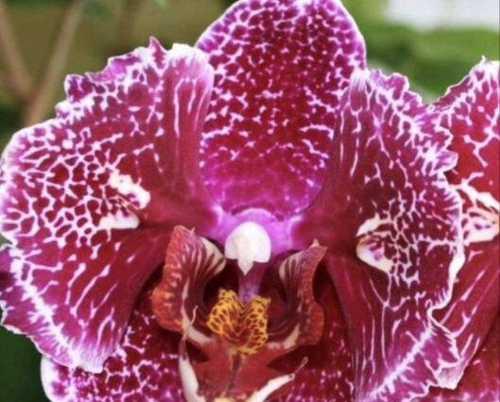 Орхидея бабочка Victoria’s Lace