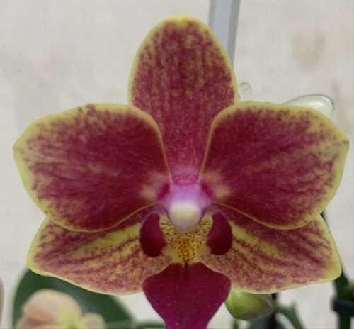 Орхидея фаленопсис Bowdion (цветет)