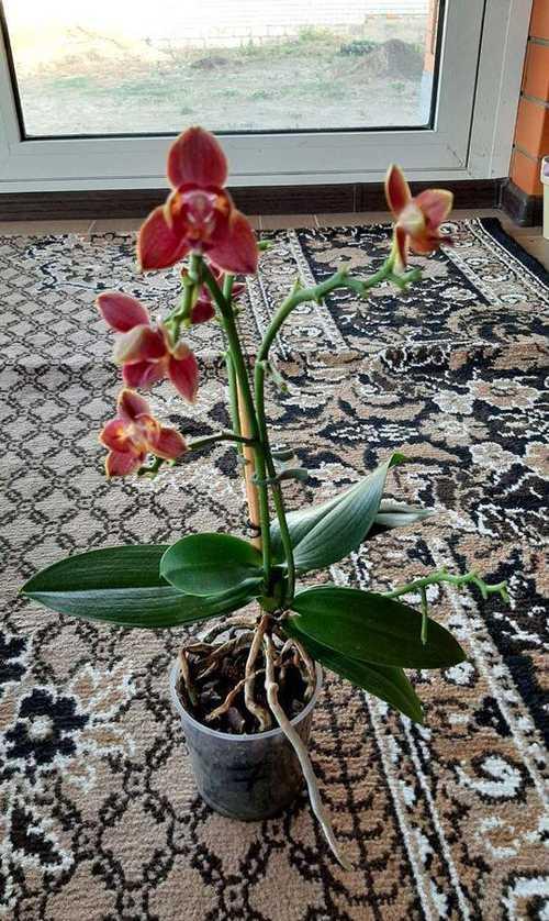 Орхидея фаленопсис Феникс
