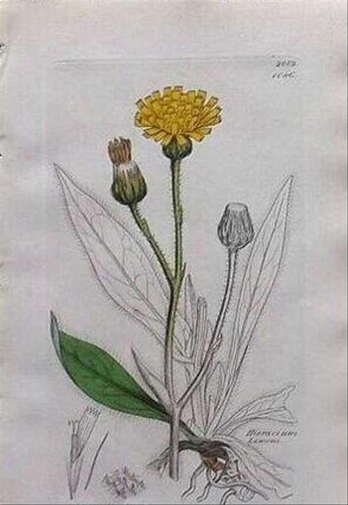24 Антикварные гравюры Ботаника Sowerby 1840