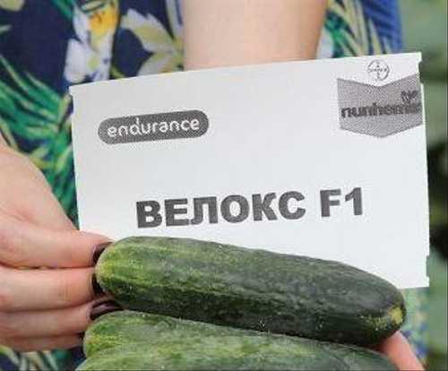 Велокс F1 семена огурца партенокарп. 1000 шт
