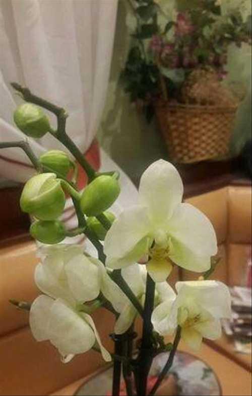 Орхидея фаленопсис луазанна и доритенопсис