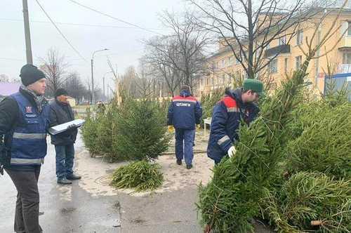Новогодние елки и сосны оптом