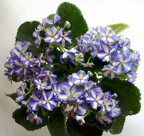 Фиалки красивые сортовые