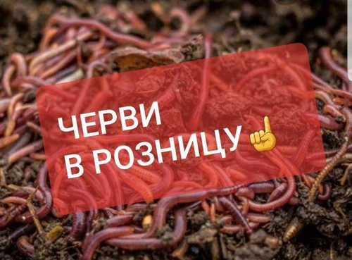 Рыболовные снасти