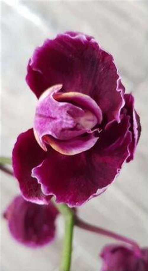 Орхидея фаленопсис "Каменная роза"