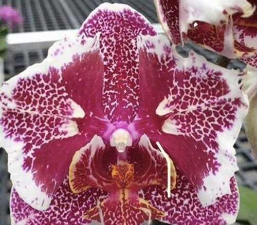 Орхидея фаленопсис бабочка