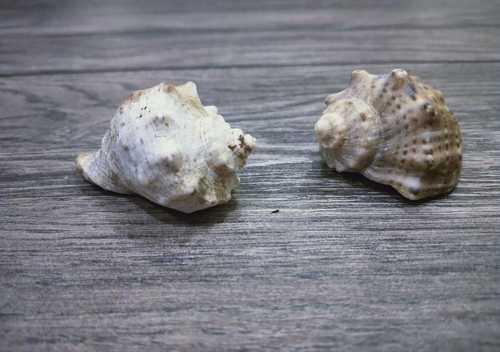 Продам ракушки