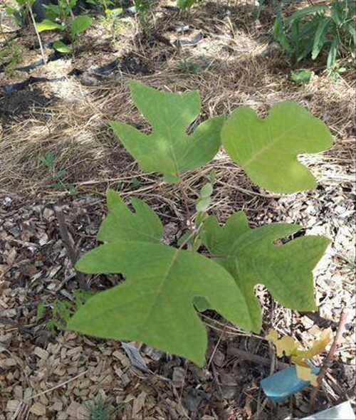 Лириодендрон, тюльпановое дерево
