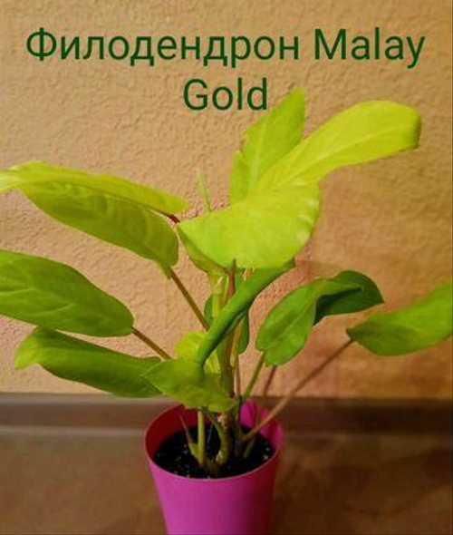 Филодендрон Malay Gold