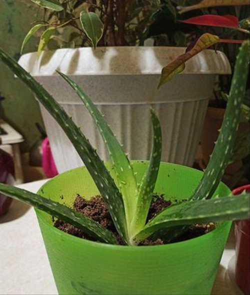 Сансевиерия цилиндрика. Sansevieria cylindrica.