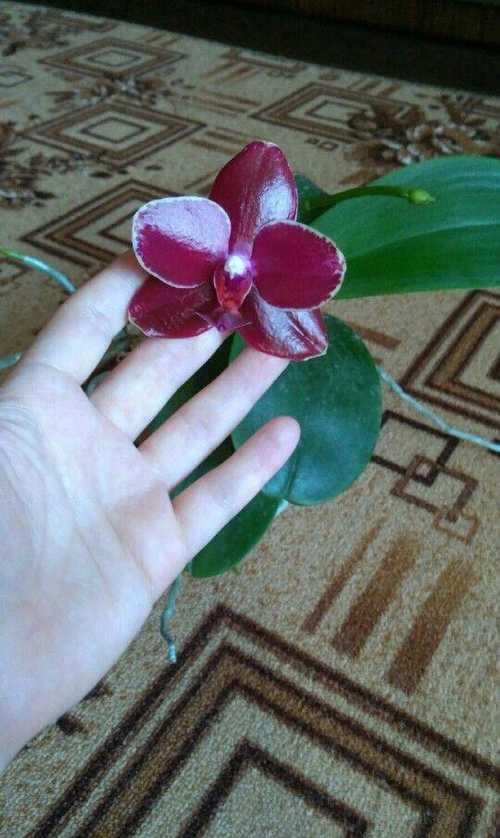 Орхидея Sogo relex