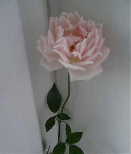 Роза бенгальская очень душистая Розовая королева
