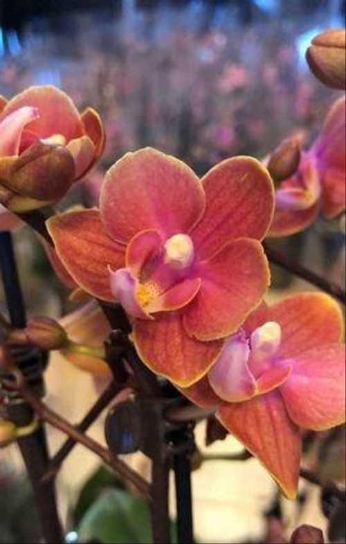 Орхидея парфюмерная фабрика Дасти Бель ароматная 3