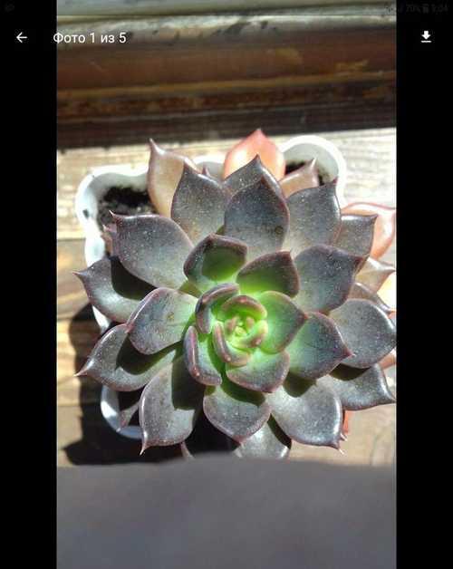 Суккулент Эхеверия Black Prince