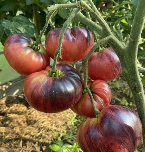 Семена коллекционных томатов часть 8