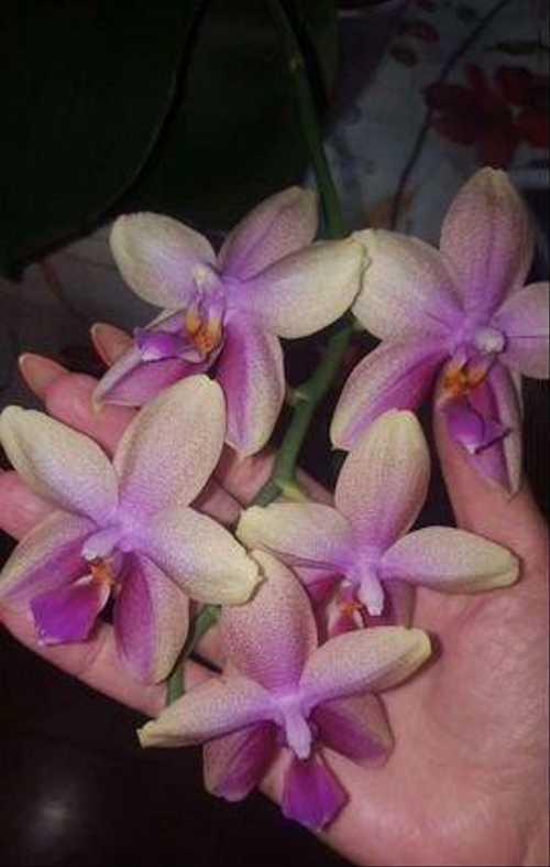 Орхидея Liodoro