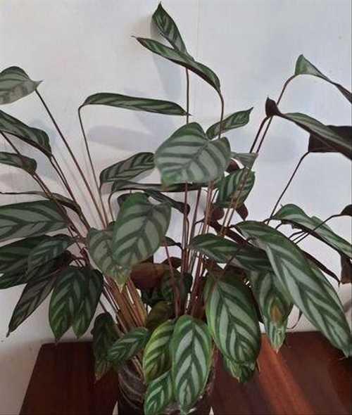 Комнатное растение Ктенанта оппенгейма
