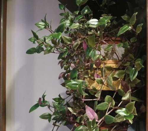 Традесканция Блоссфельда(Tradescantia Blossfeldian