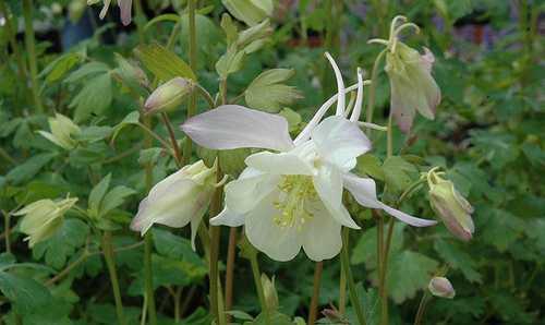 Аквилегия или водосбор белая