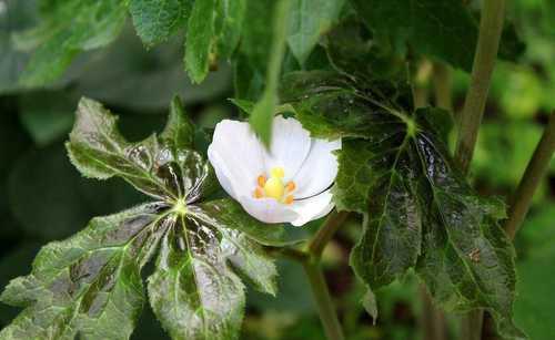 Подофилл щитовидный многолетник