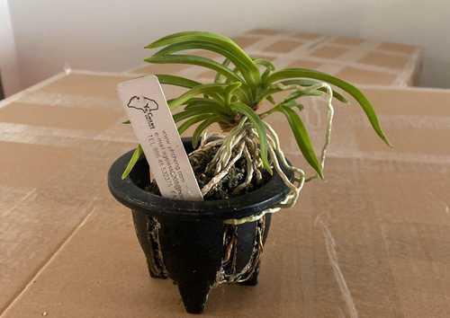 Neofinetia falcata