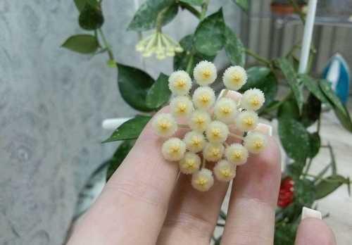 Хойя Лакуноза Эскимо