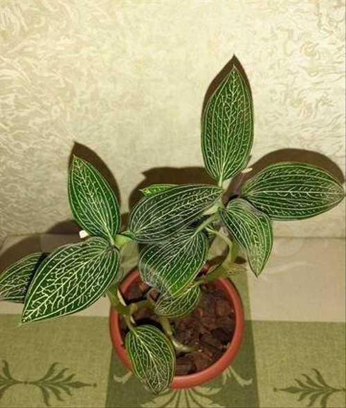 Орхидея лудизия "Альба"