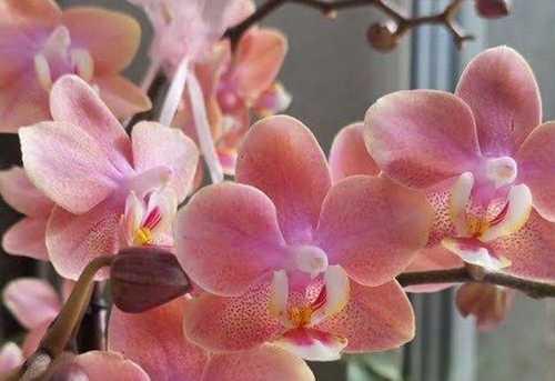 Орхидея фаленопсис Парфюмерная фабрика, детка