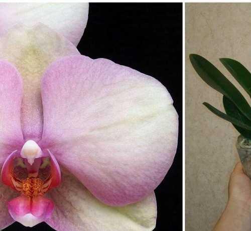 Орхидея фаленопсис Азия подростки не цветут