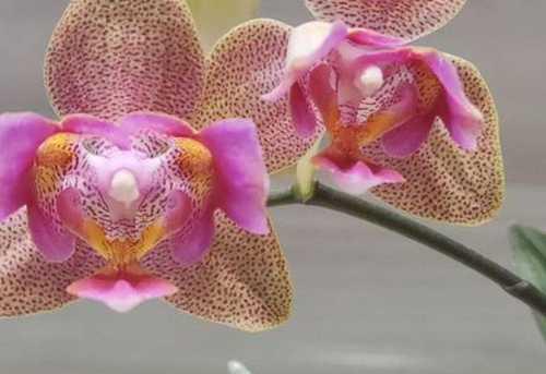 Орхидея Азия пелорик/трилипс