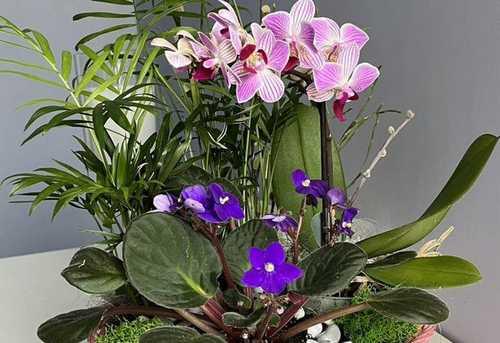 Композиция из цветов флорариум цветы букет