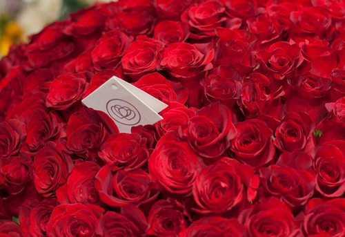 Букет из 9 красных роз Freedom 50 см (Эквадор)