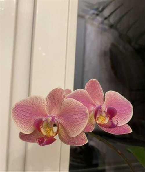 Орхидея фаленопсис нарбонна
