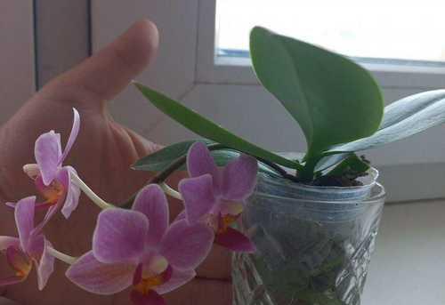 Орхидея фаленопсис детка.Ароматная