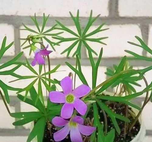 Кислица оксалис decaphylla