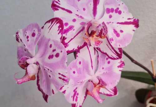 Орхидея бабочка magic art