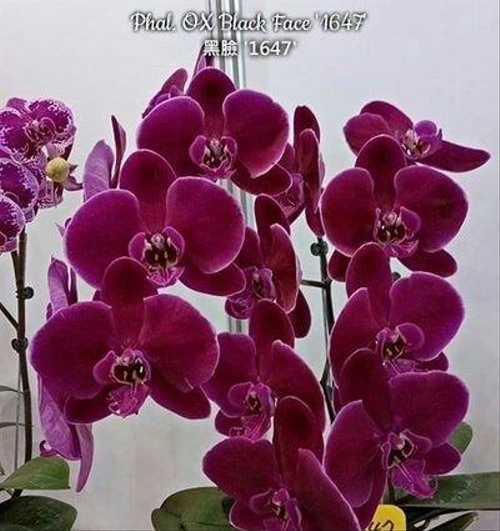 Орхидея фаленопсис В29 Phal. OX Black Face '1647'