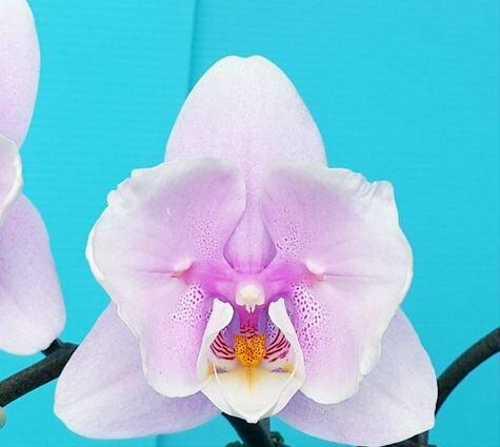 Предзаказ орхидея PF- 5035