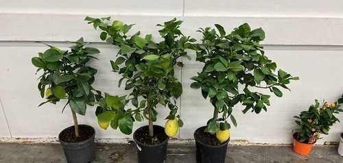 Лимонное дерево с плодами/ Лимон 78 см